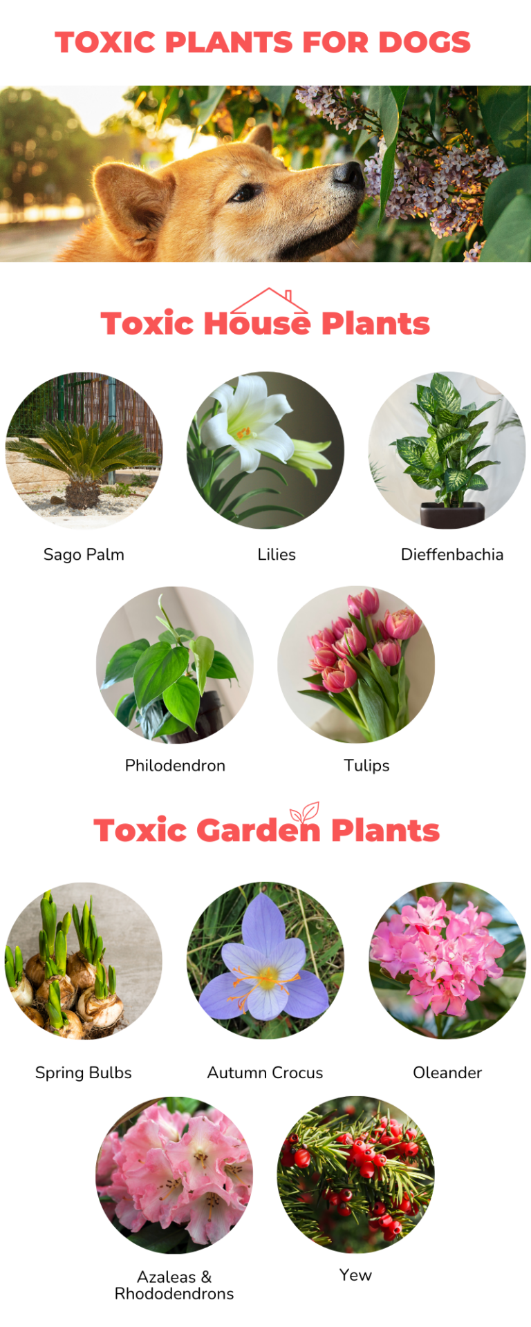 Not All Greens Are Good: Toxic Plants For Dogs - ReadiVet