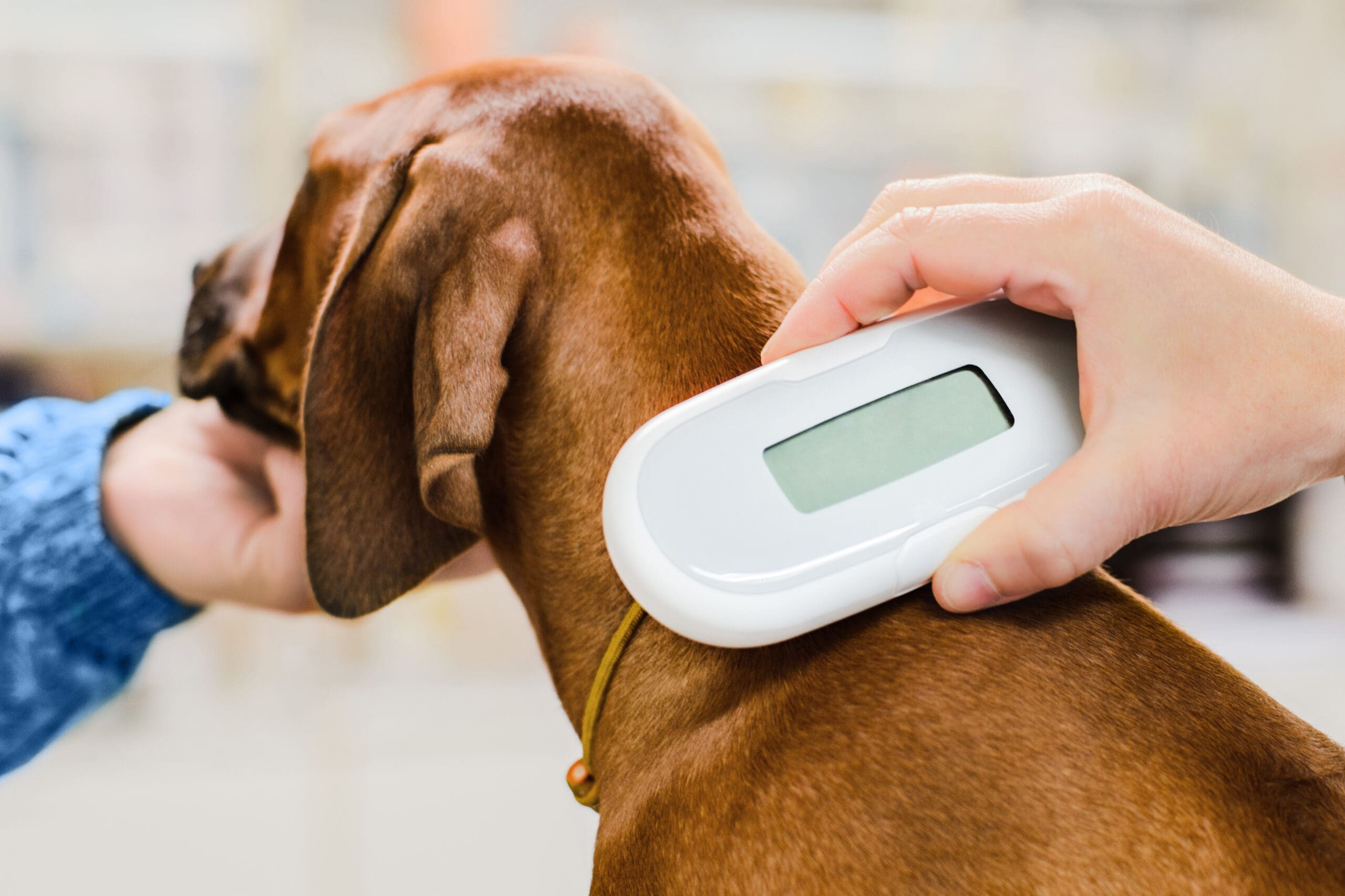 Making The Most of Your Microchip - ReadiVet